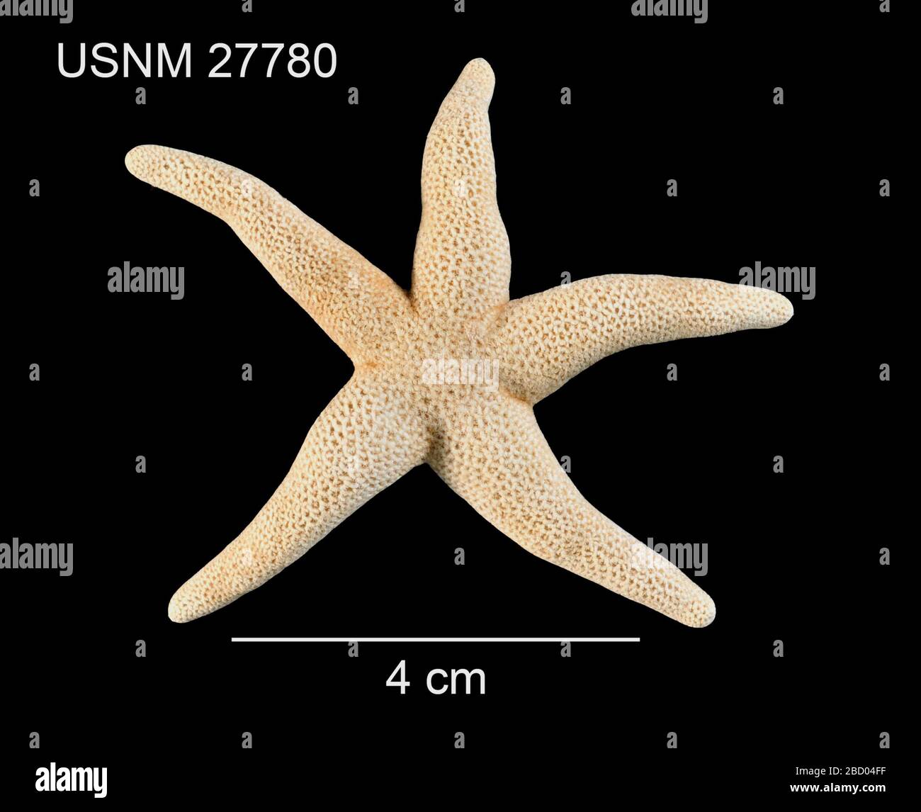 Leviuscula hi-res stock photography and images - Alamy
