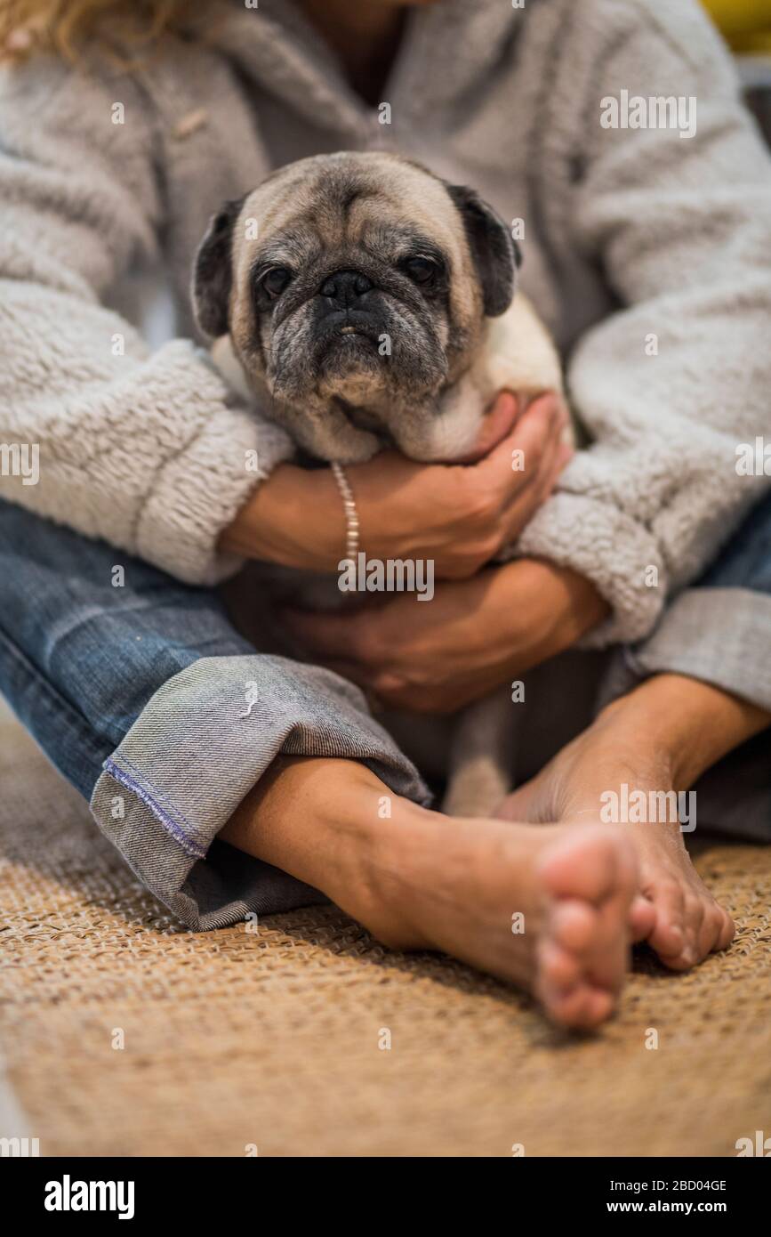 I Want Hugs Pugs