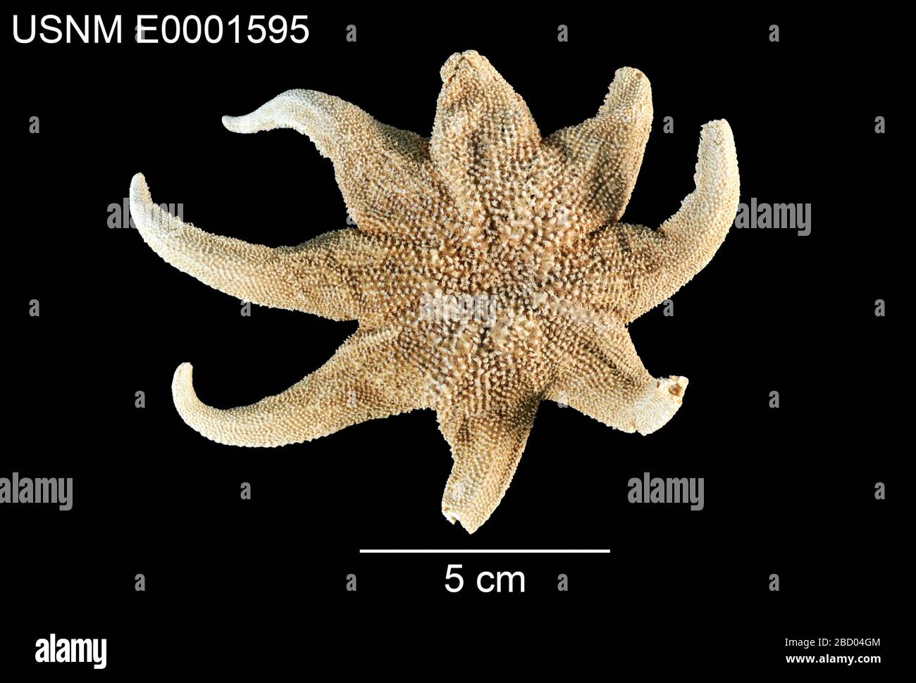 Solaster hi-res stock photography and images - Alamy