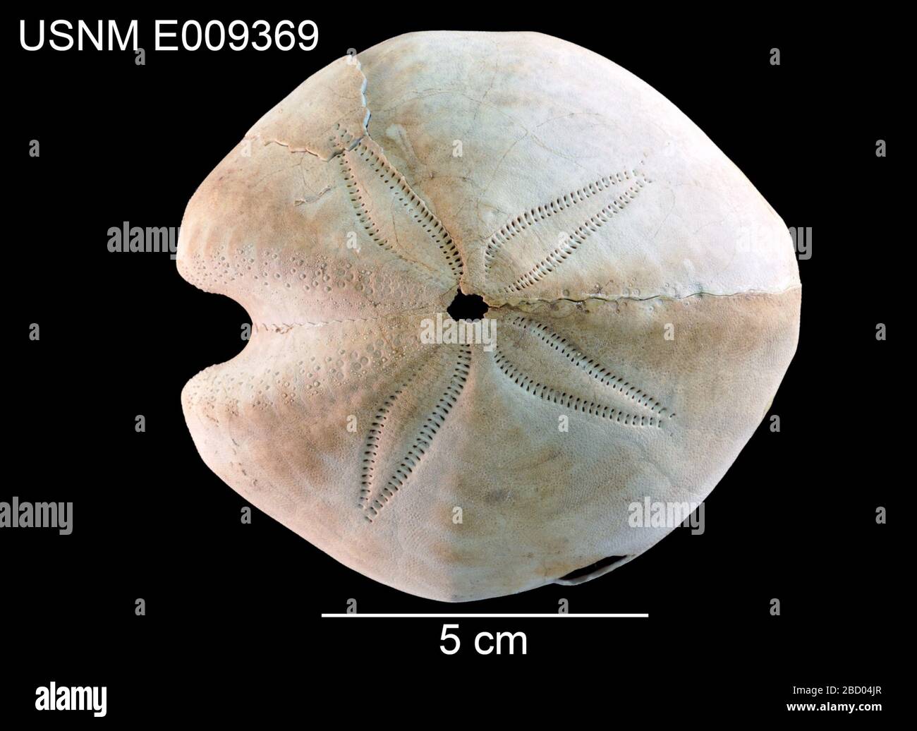 Spatangus hi-res stock photography and images - Alamy