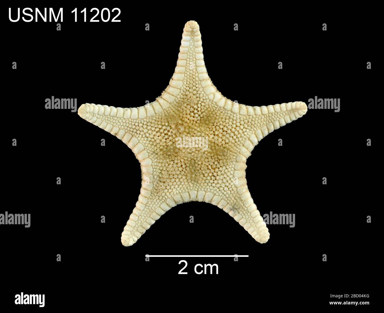 Odontaster hi-res stock photography and images - Alamy