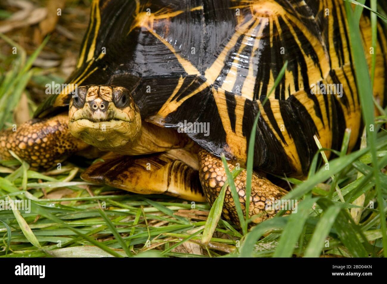Radiated Tortoise. Species: radiata,Genus: Geochelone,Family ...