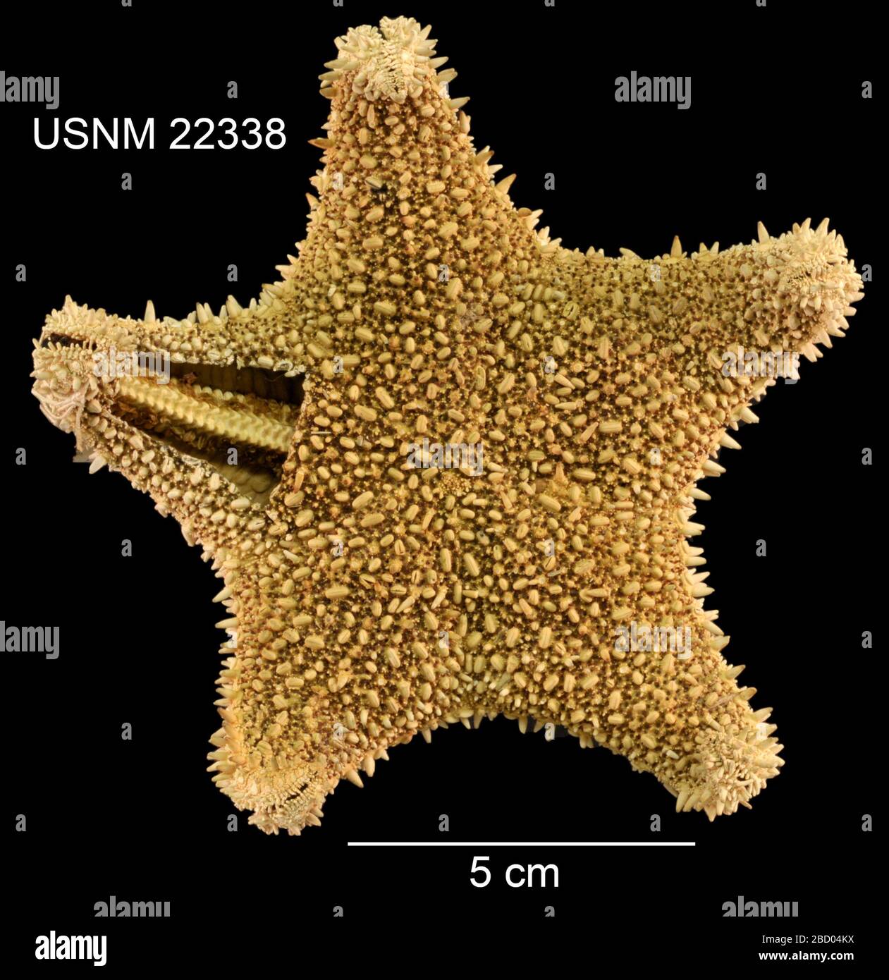 Heathi hi-res stock photography and images - Alamy