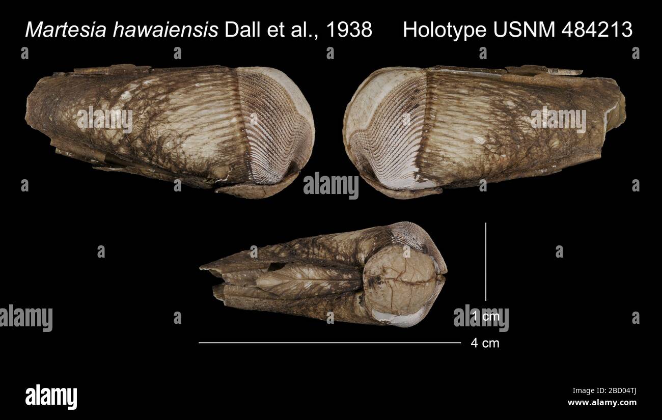 Hawaiensis hi-res stock photography and images - Alamy