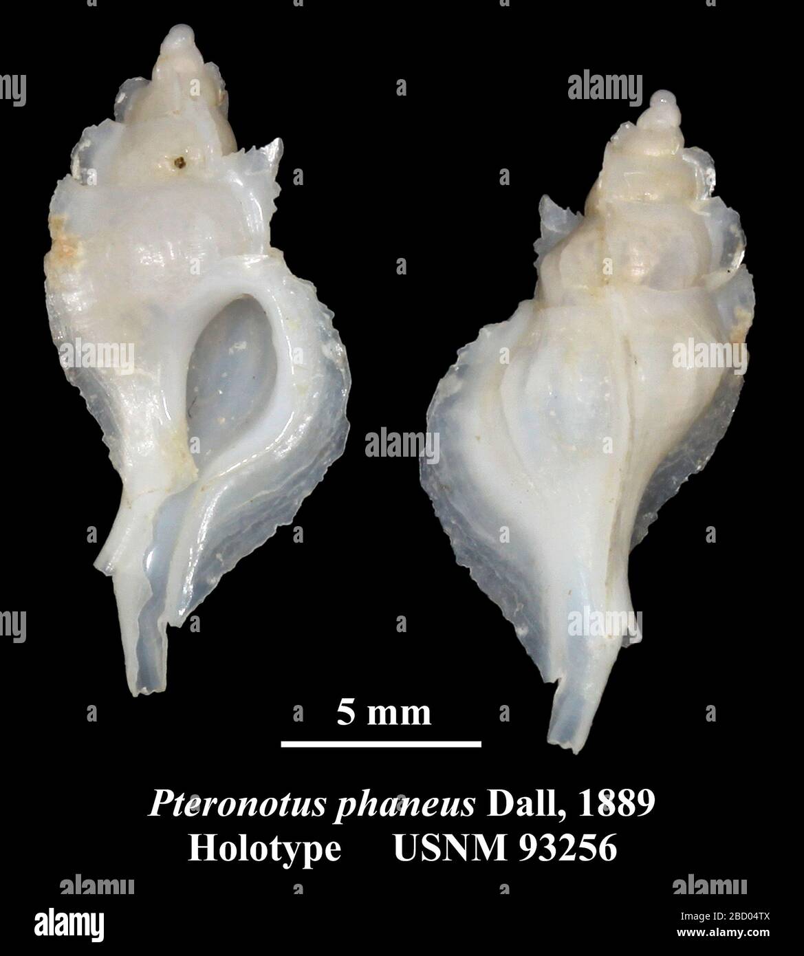 Phaneus hi-res stock photography and images - Alamy