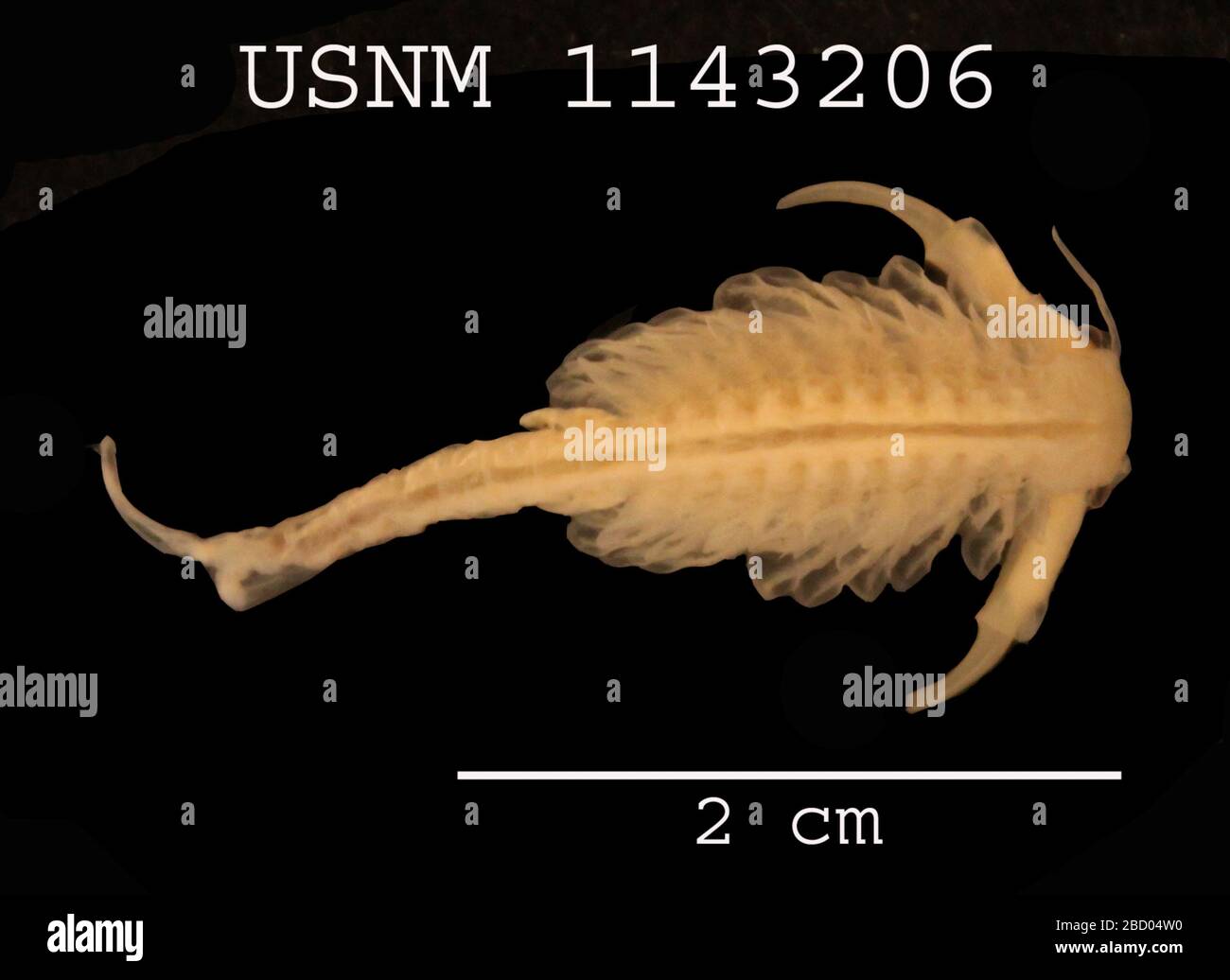 Branchinecta hi-res stock photography and images - Alamy