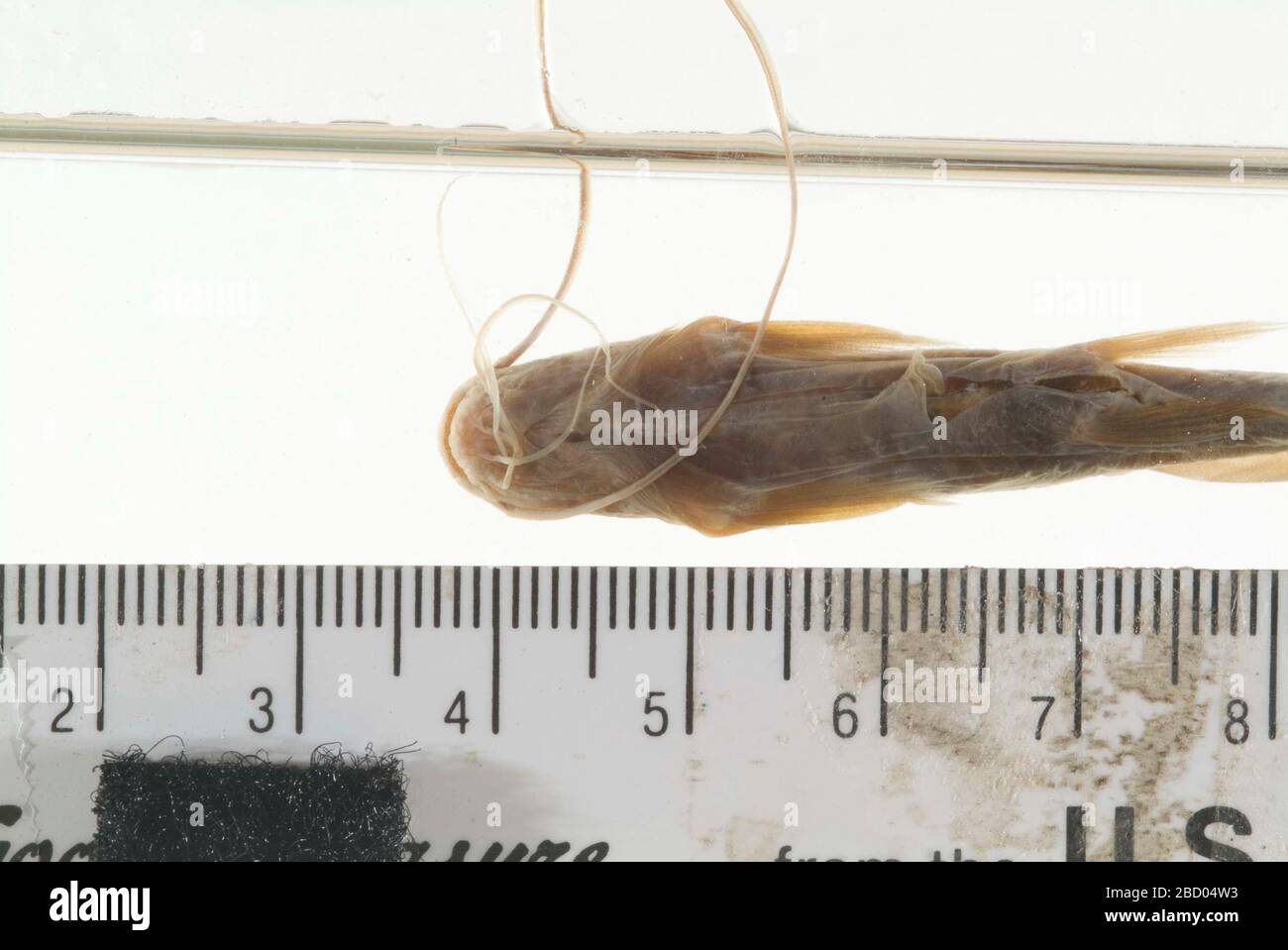 Mystus nigriceps. 26 Aug 20141 Mystus nigriceps Stock Photo - Alamy