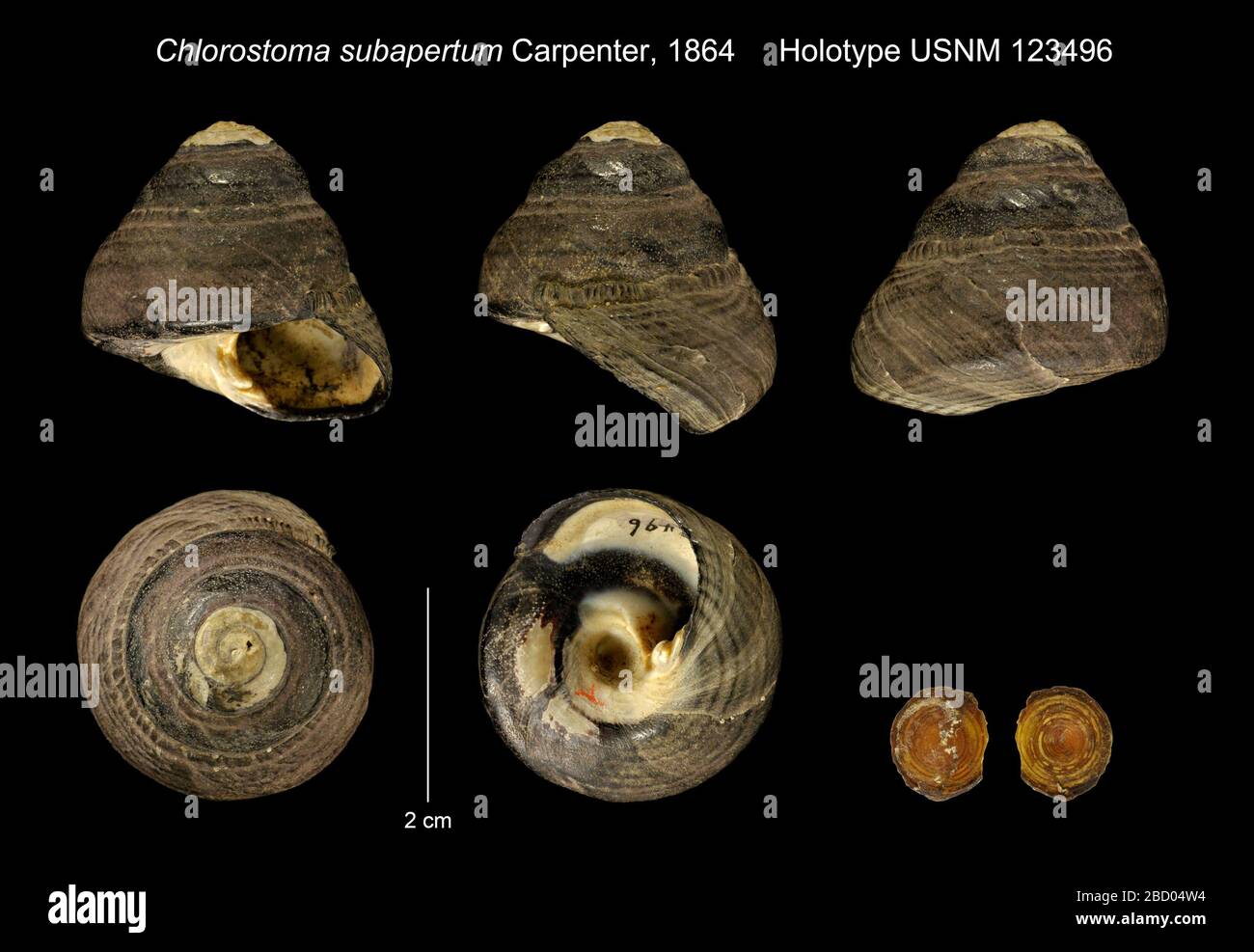 Chlorostoma subapertum. 20 Jan 20161 Chlorostoma subapertum Stock Photo ...