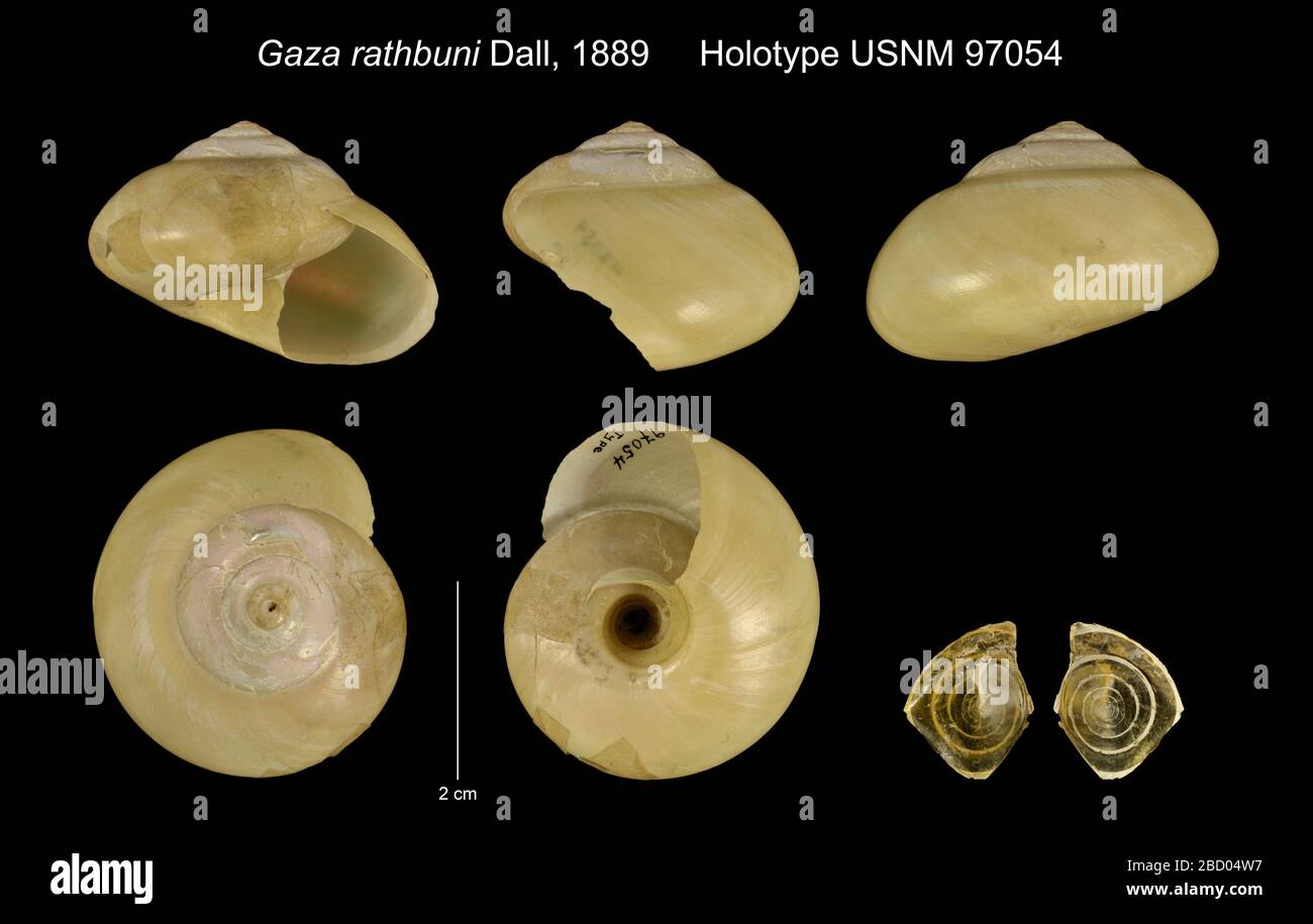 Rathbuni hi-res stock photography and images - Alamy