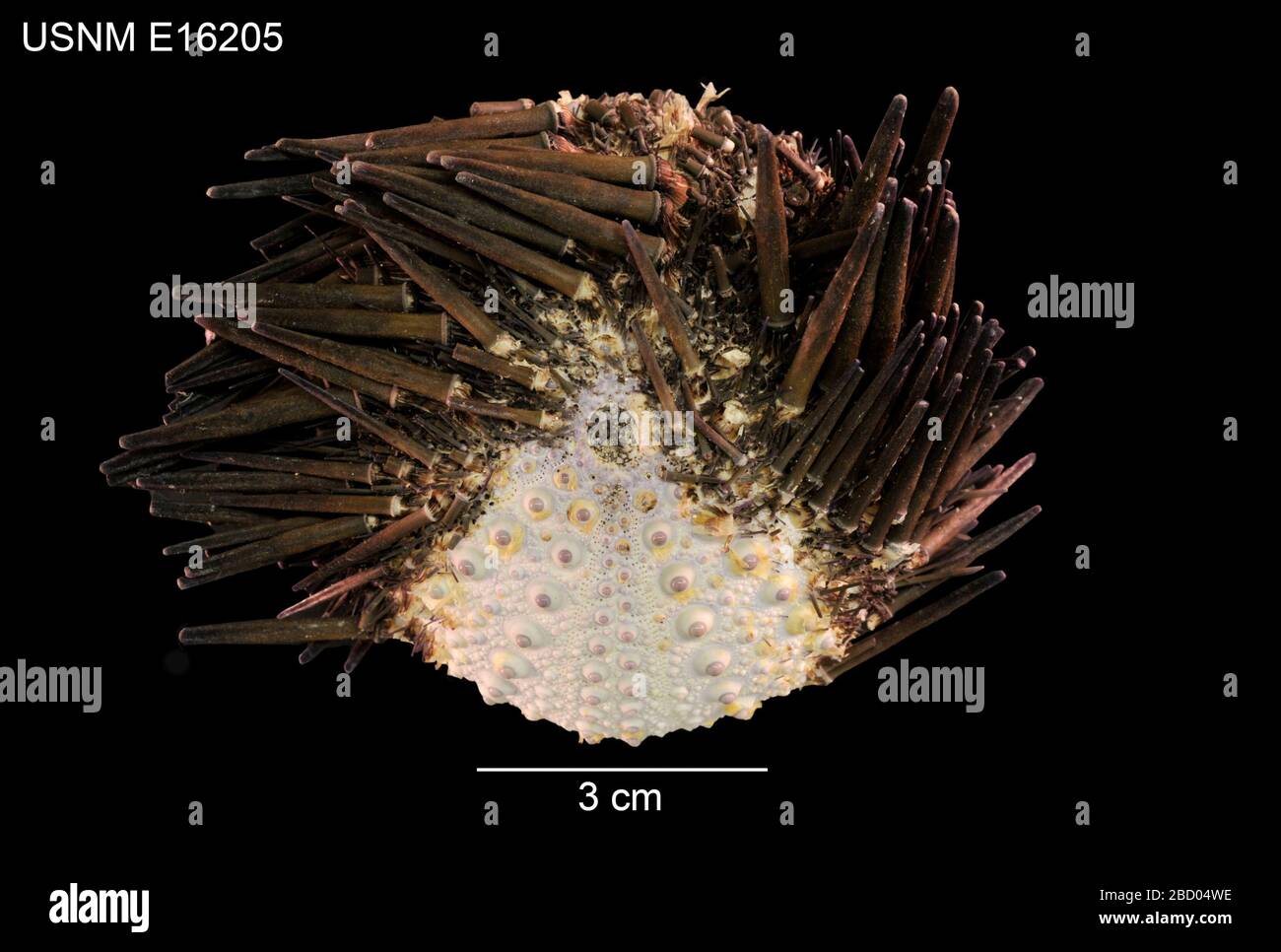 Polypora hi-res stock photography and images - Alamy