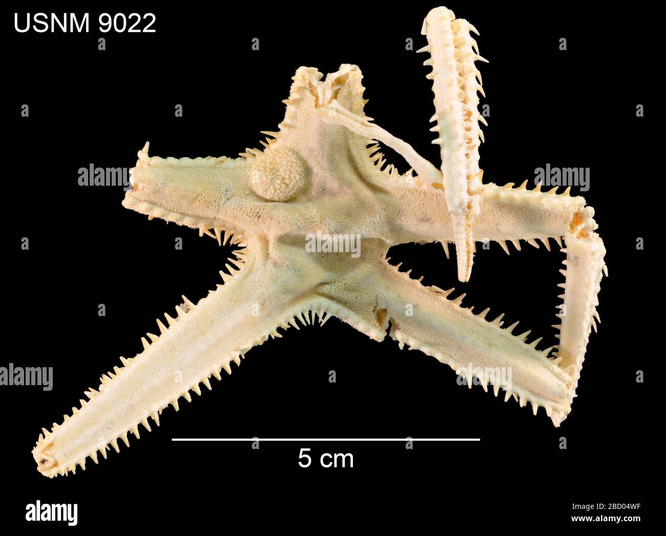 Archaster hi-res stock photography and images - Alamy