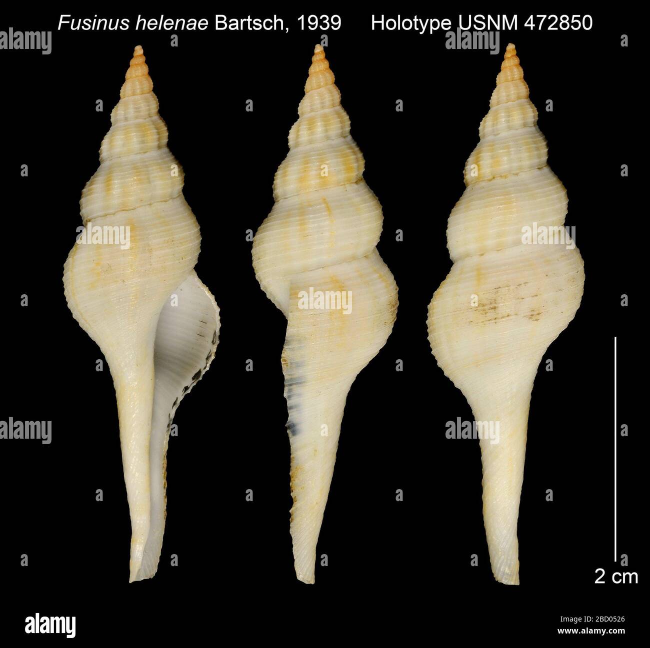 Fusinus hi-res stock photography and images - Alamy