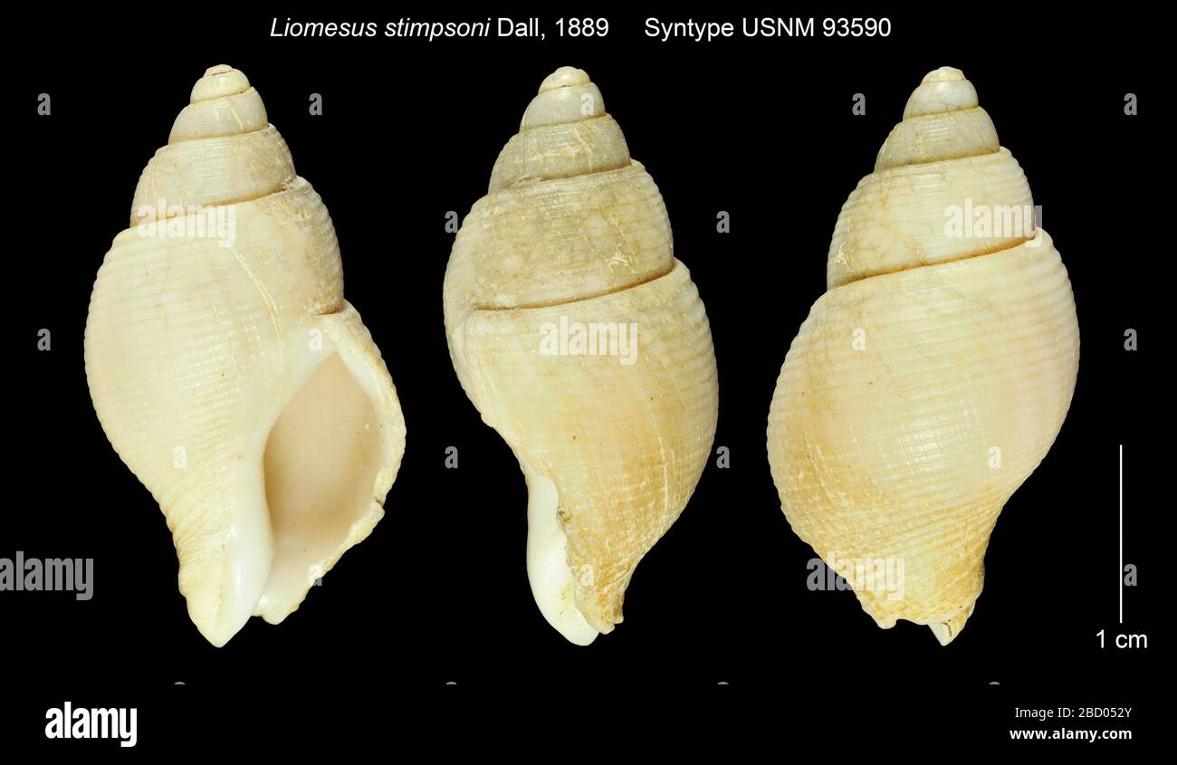 Stimpsoni hi-res stock photography and images - Alamy