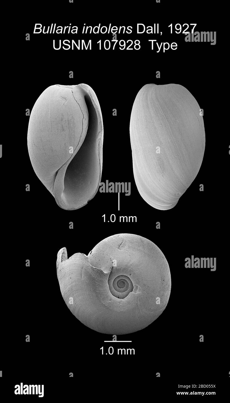 One specimen Black and White Stock Photos & Images - Alamy