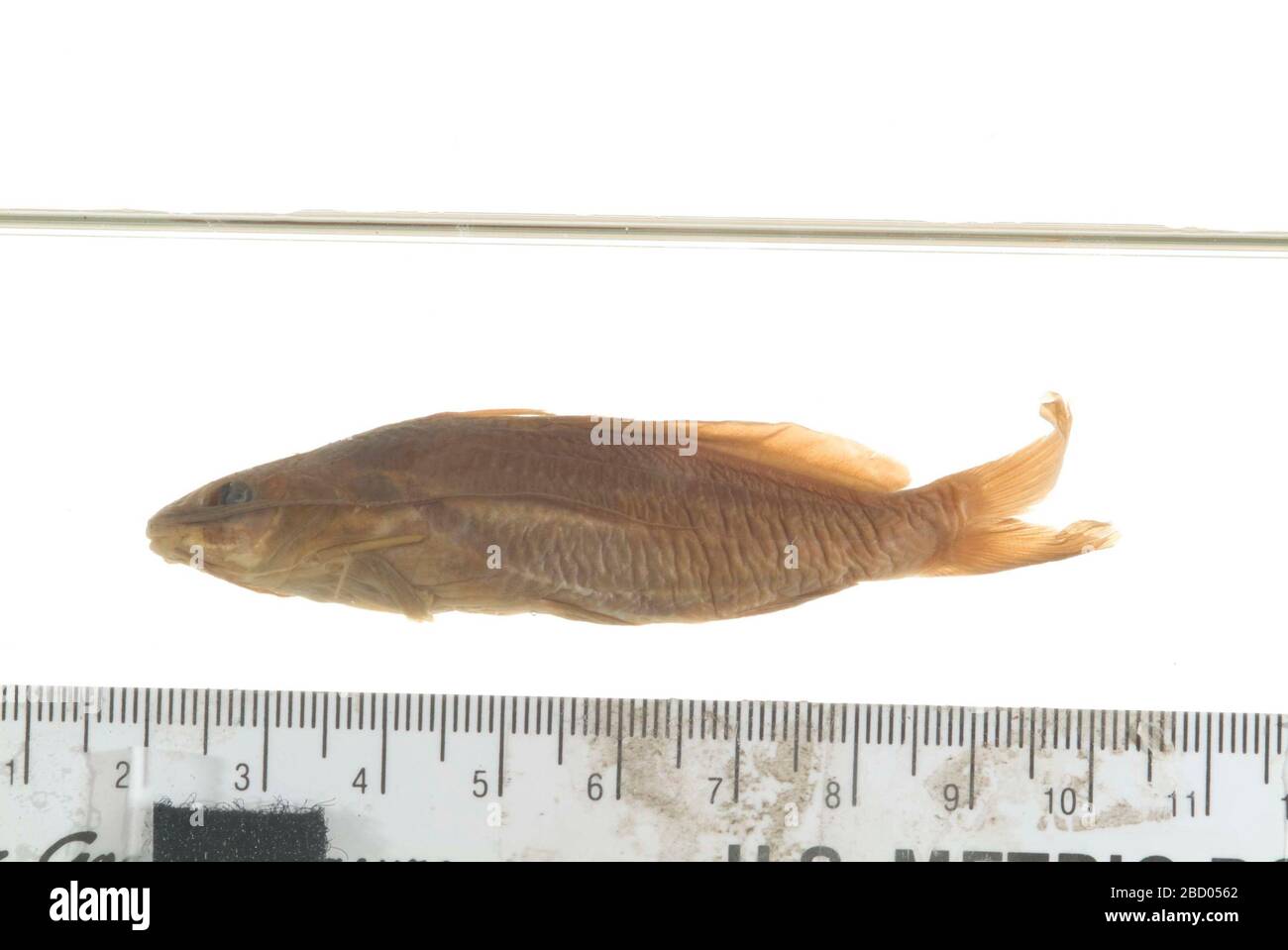 Mystus hi-res stock photography and images - Alamy