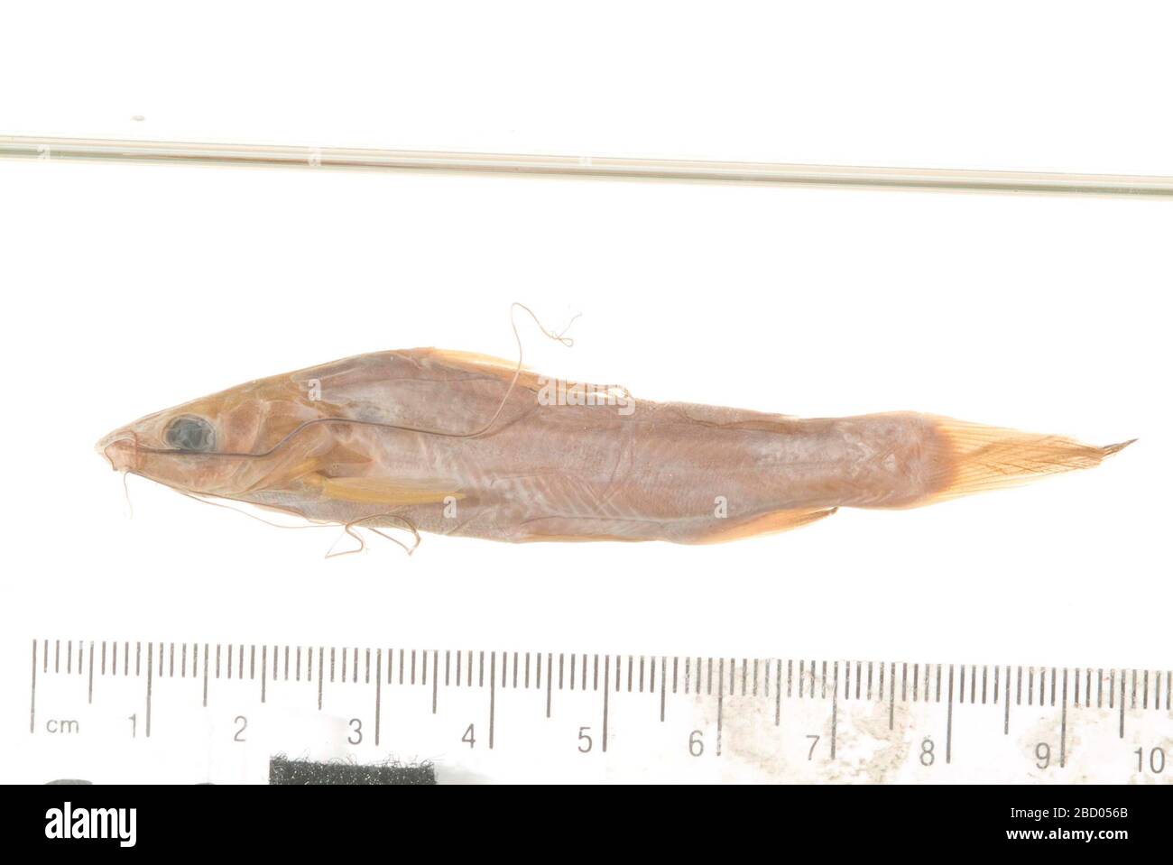 Mystus vittatus hi-res stock photography and images - Alamy