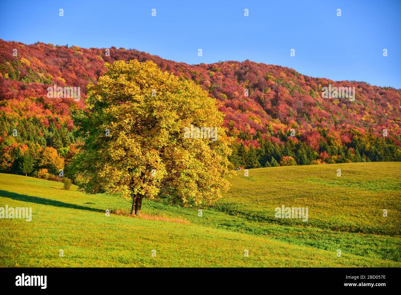 Pine tree and autumn landscape. Sulov, Slovakia, Europe Stock Photo - Alamy