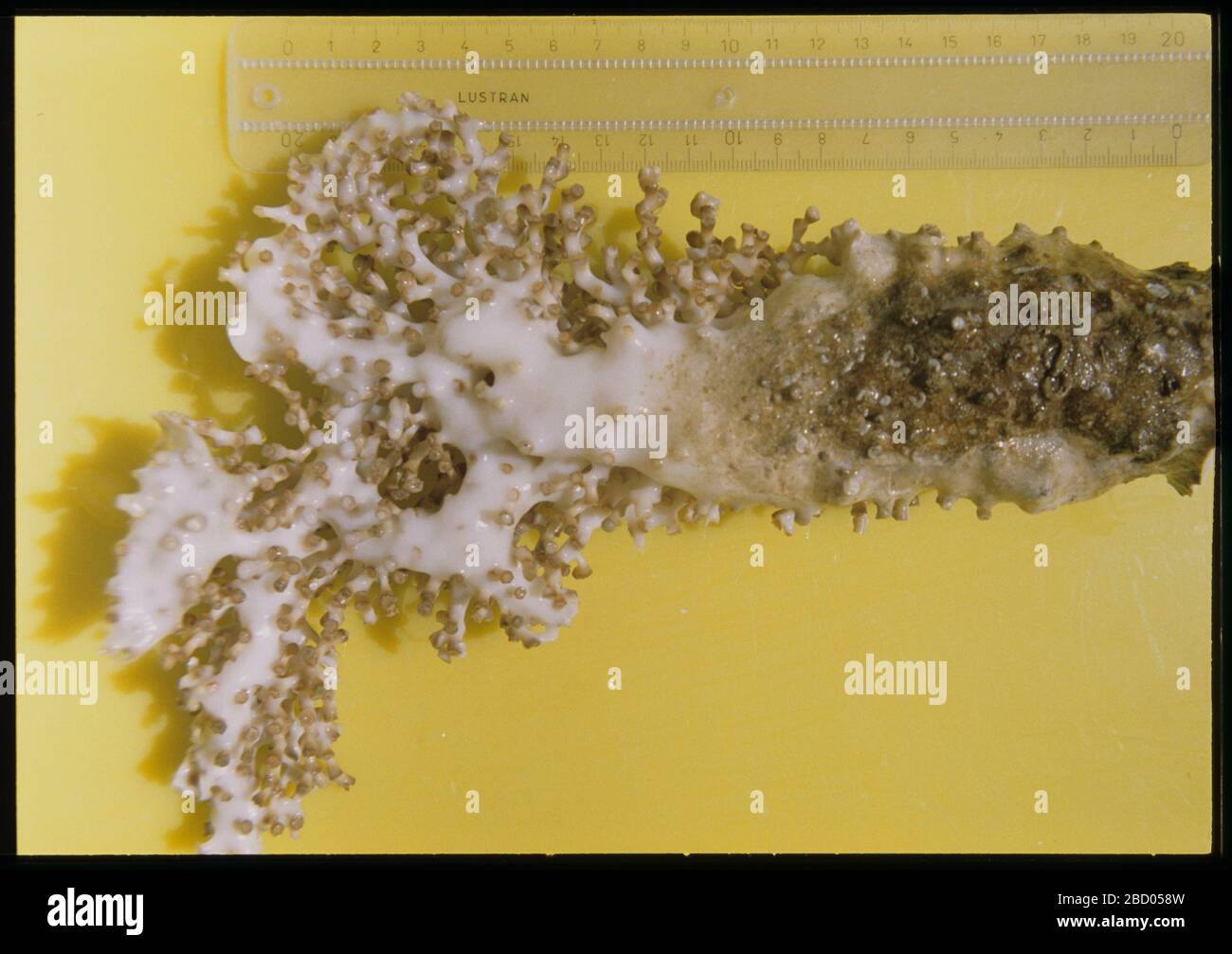 Madrepora arbuscula. 20 Oct 201412610 Madrepora arbuscula Stock Photo ...