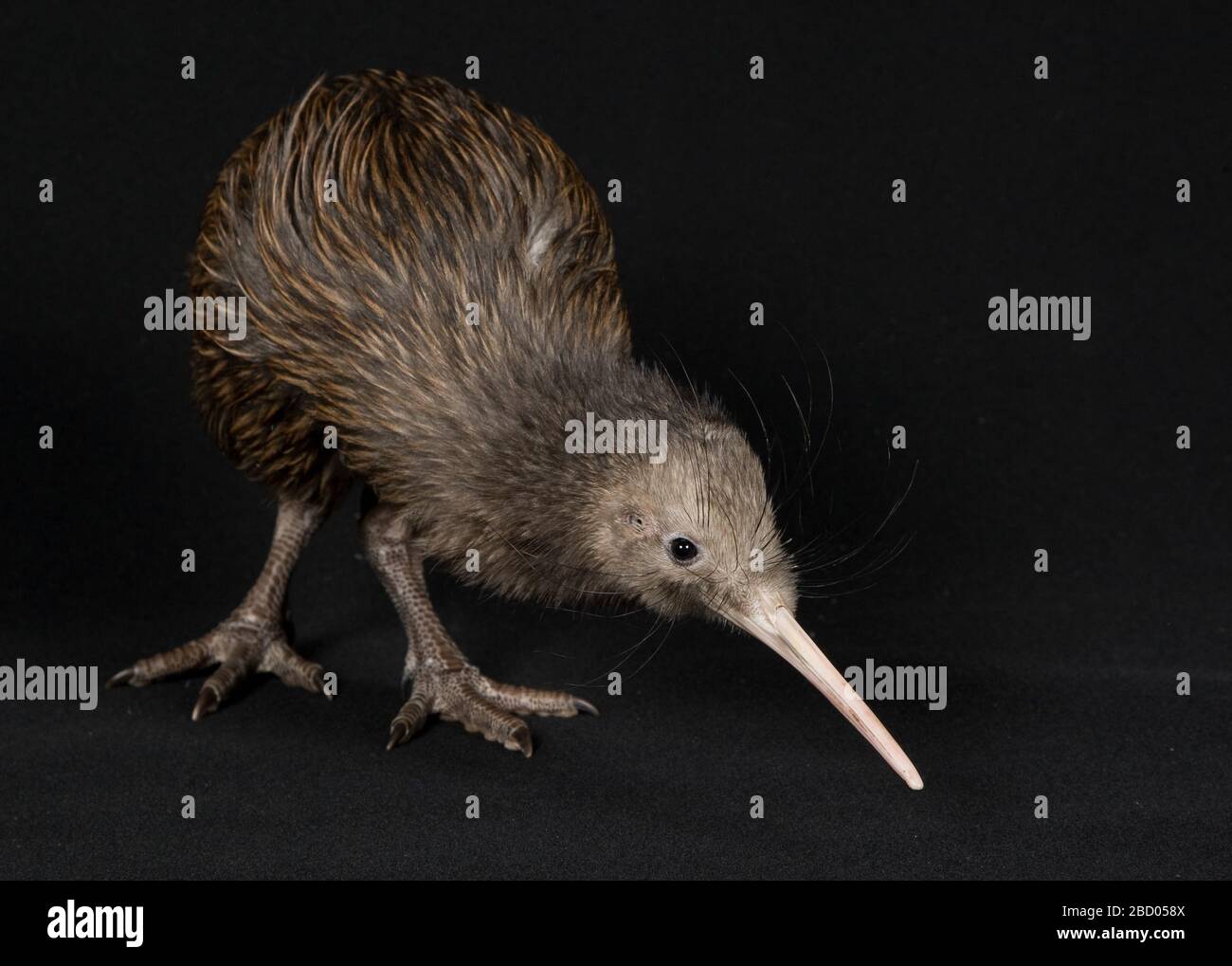 Brown Kiwi. female,Species: australis,Genus: Apteryx,Family ...