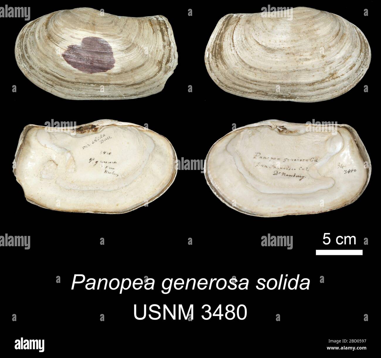 Panopea hi-res stock photography and images - Alamy