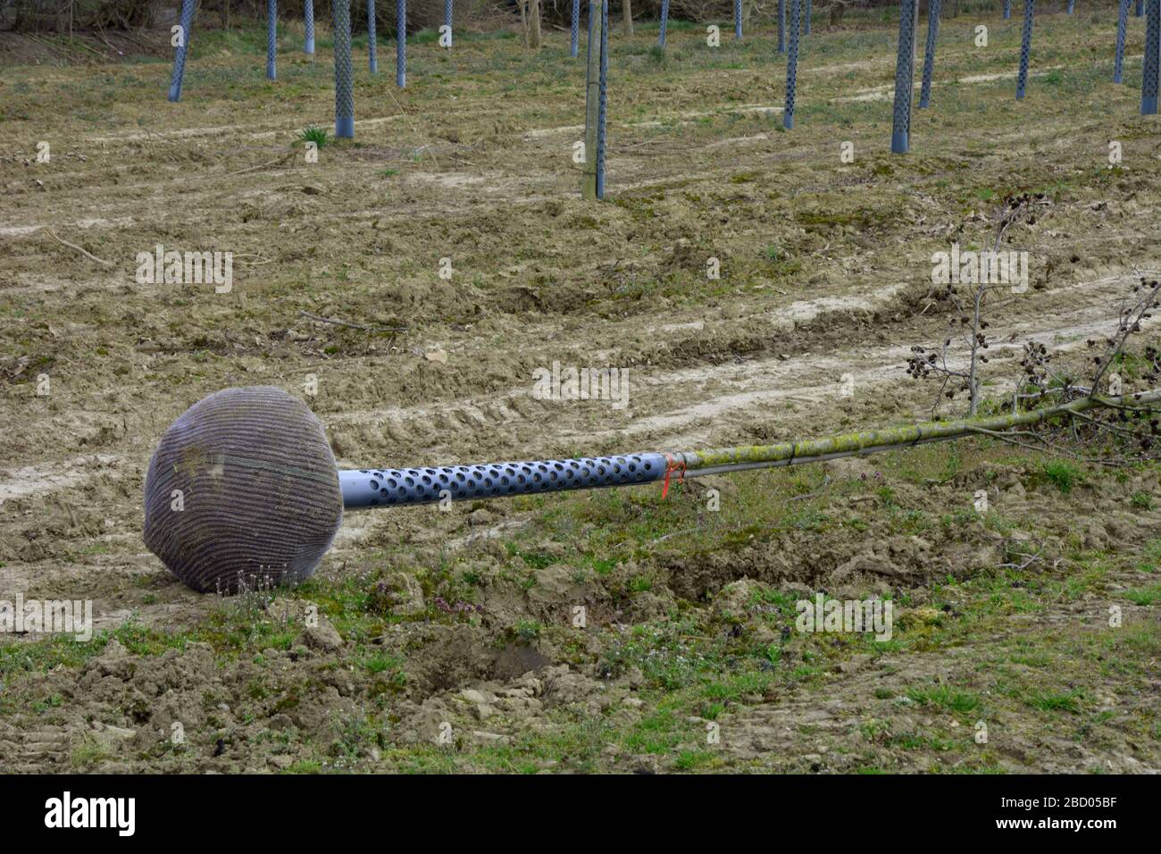 planting trees in an outdoor tree nursery in germany, lying tree just ...