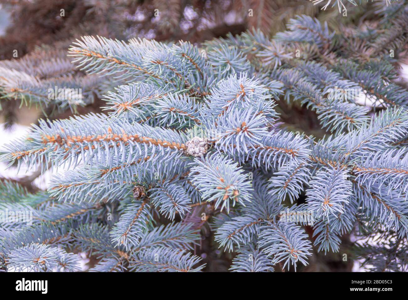Fluffy branches of blue spruces, trees planted during beautification to ...
