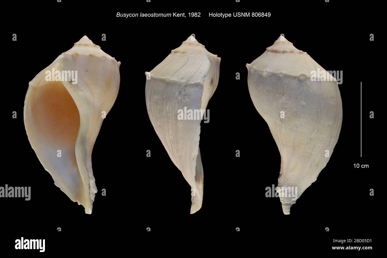 Busycon hi-res stock photography and images - Alamy