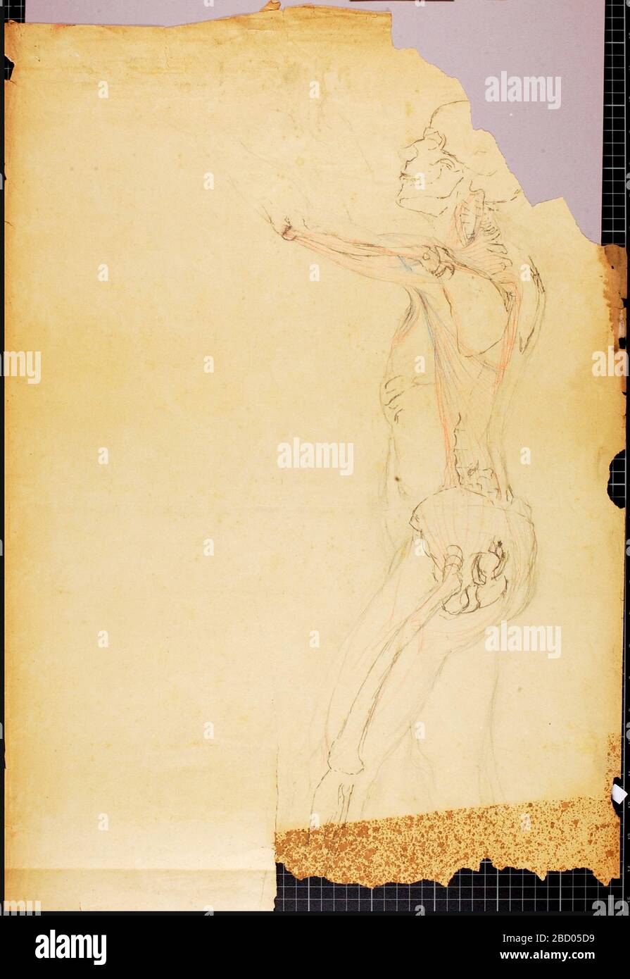 Anatomy study hi-res stock photography and images - Alamy