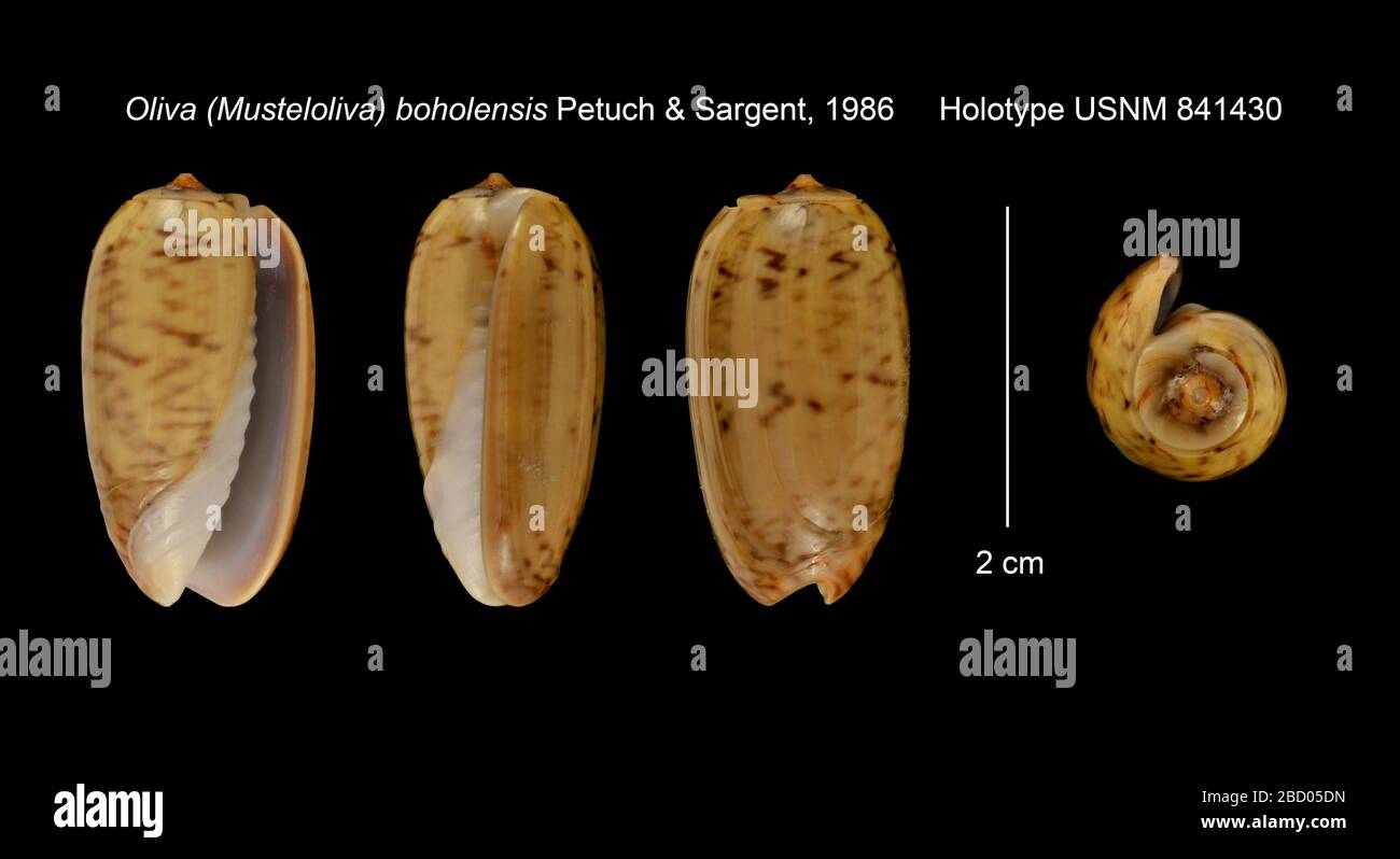Boholensis hi-res stock photography and images - Alamy