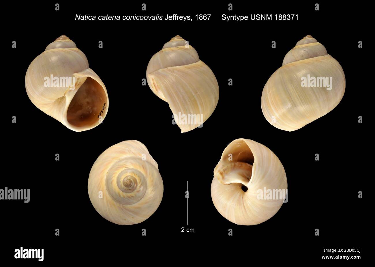 Natica hi-res stock photography and images - Alamy