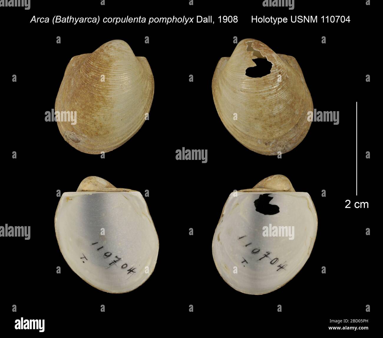 Pompholyx hi-res stock photography and images - Alamy
