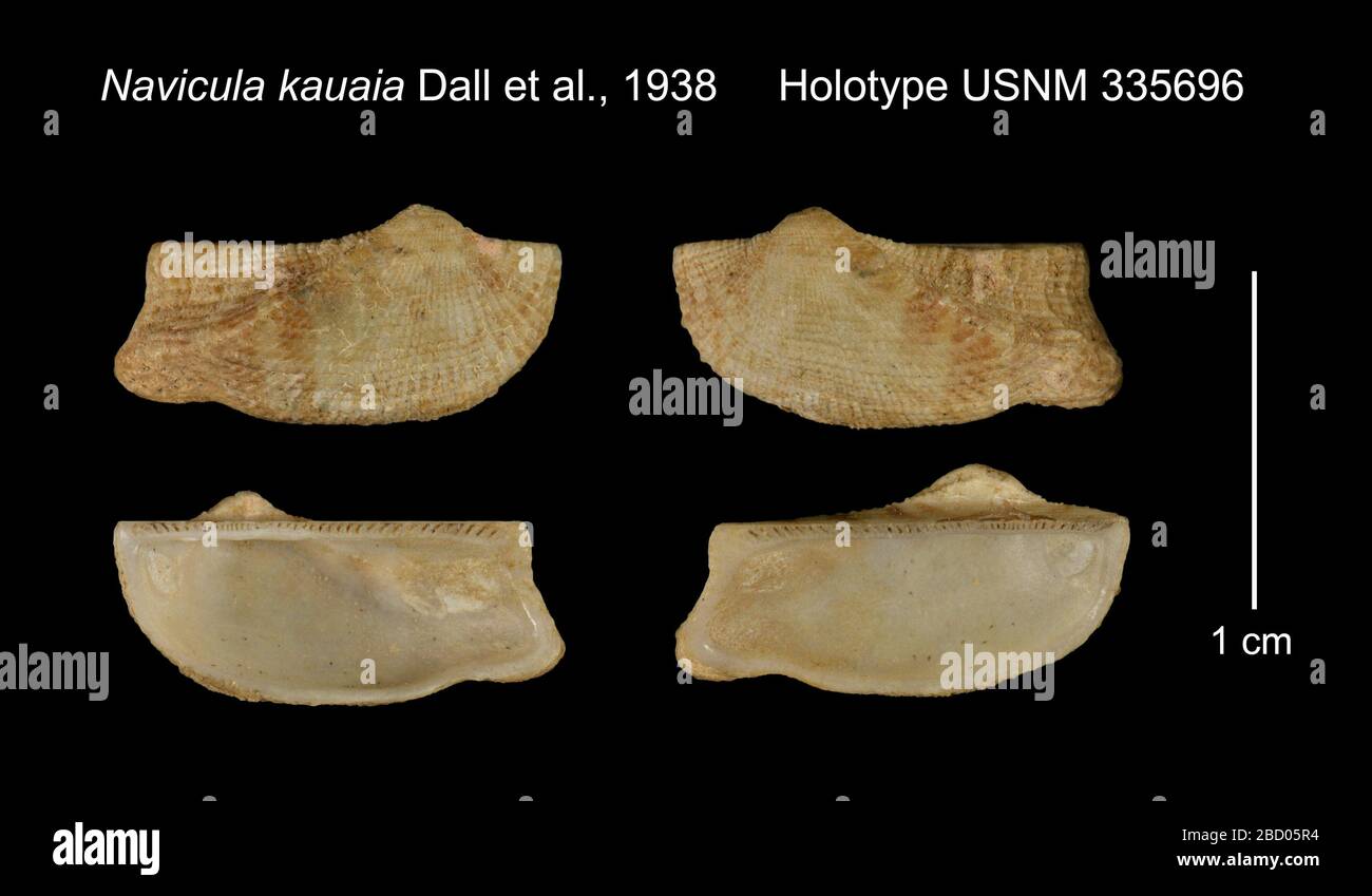 Navicula hi-res stock photography and images - Alamy