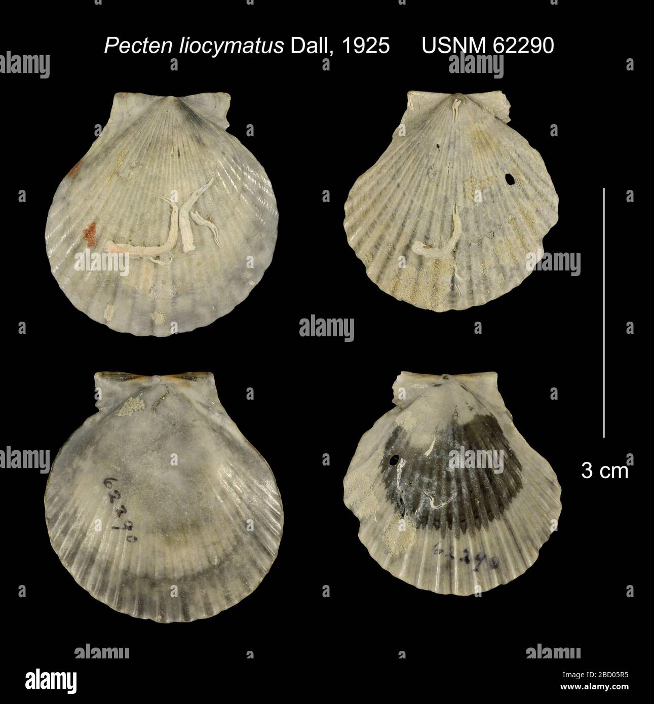 Scallop underwater pecten hi-res stock photography and images - Alamy