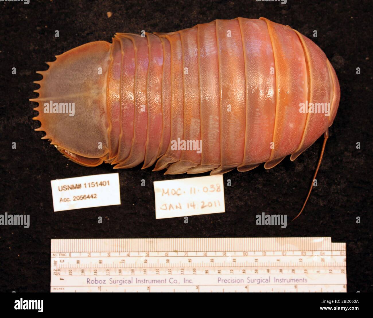 Bathynomus hi-res stock photography and images - Alamy