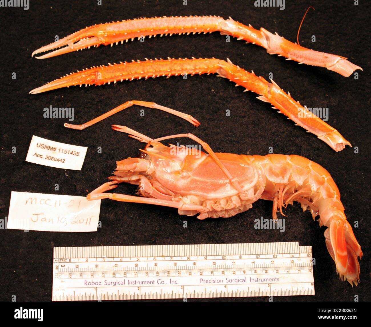 Metanephrops binghami. 15 Jan 2013MOC 11-211 Metanephrops binghami ...