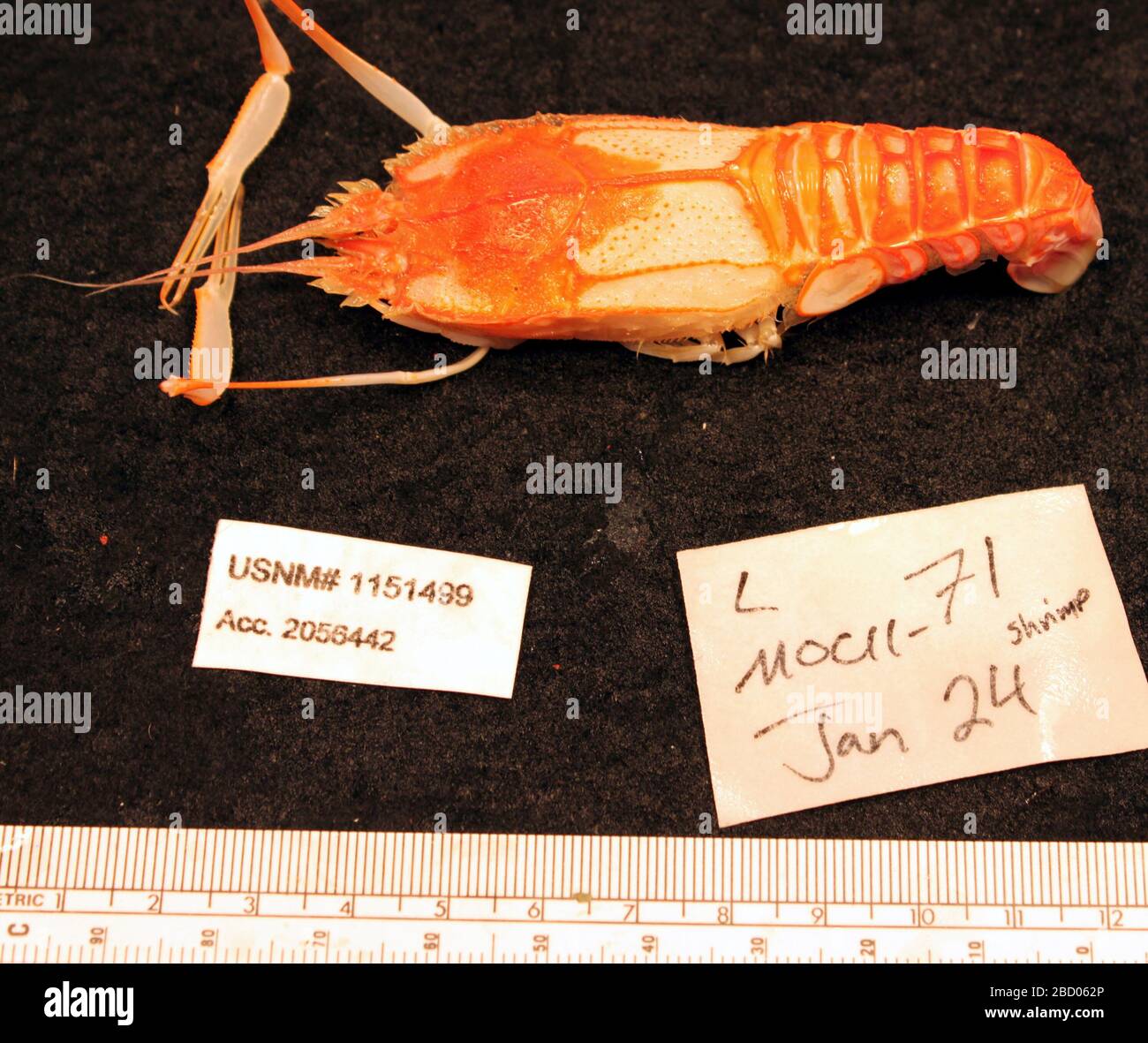 Polychelidae. 15 Jan 2013MOC 11-711 Polychelidae Stock Photo - Alamy