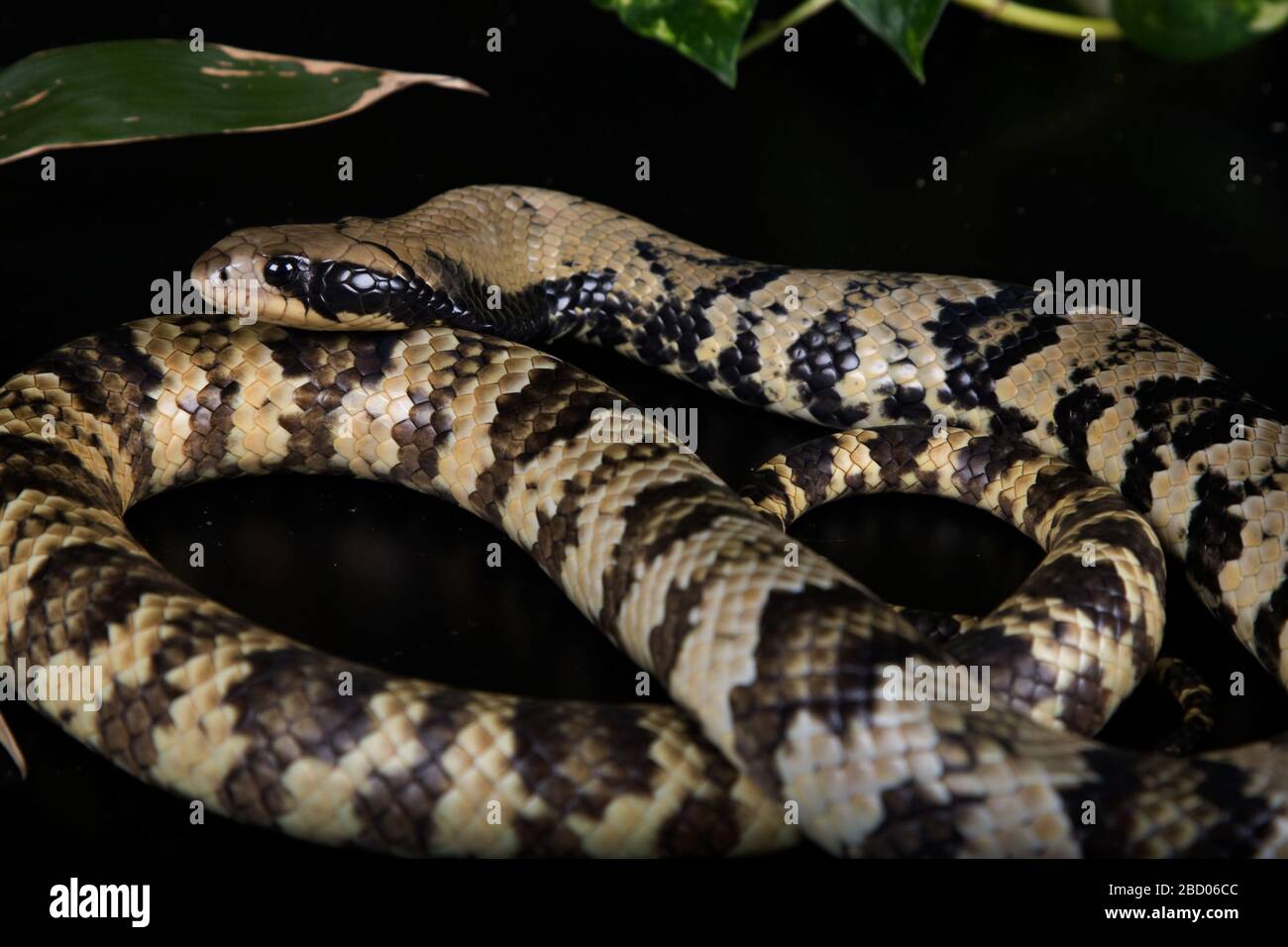 False Water Cobra. Species: gigas,Genus: Hydrodynastes,Family ...