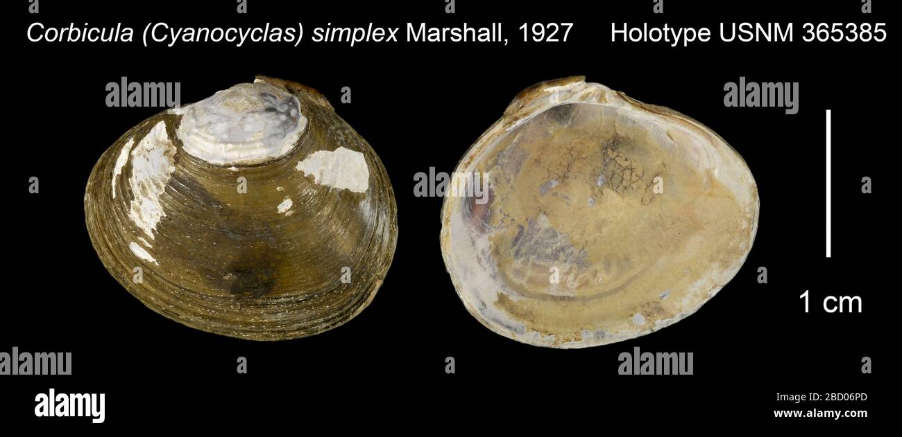 Corbicula hi-res stock photography and images - Alamy