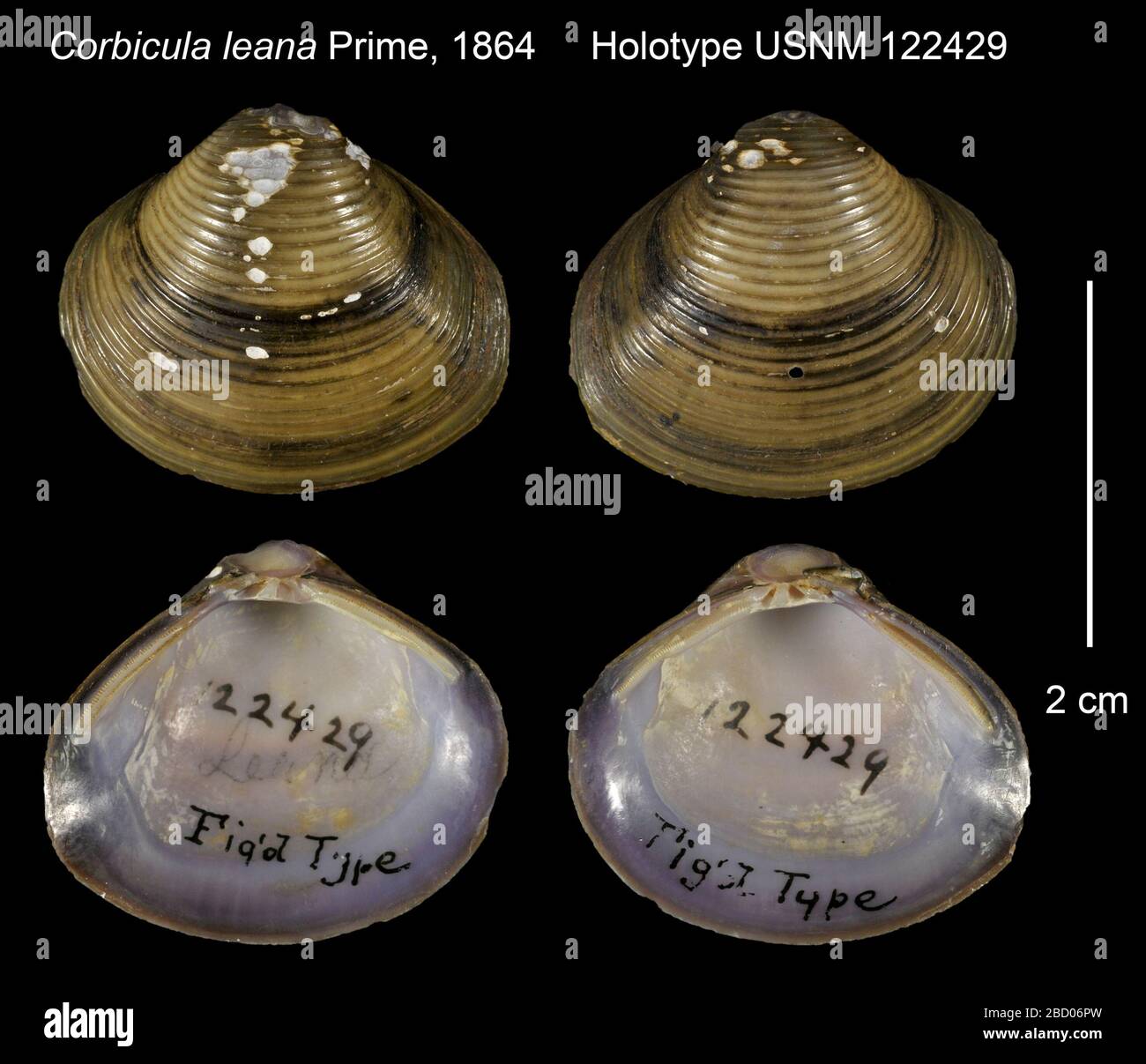 Corbicula leana. 20 Jan 20162 Stock Photo - Alamy