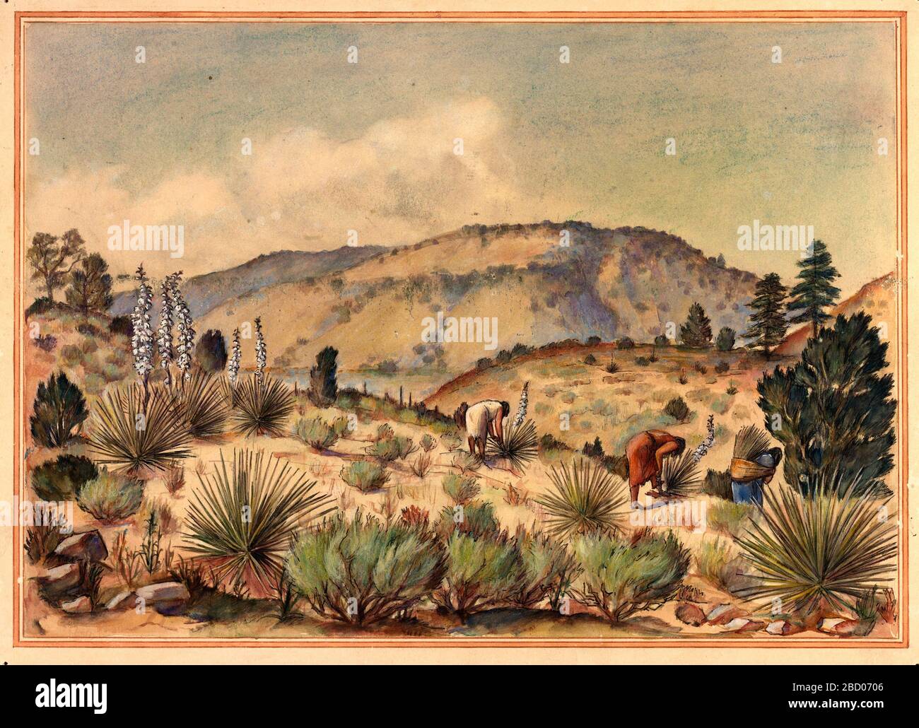 Women Gathering Yucca Plants Stock Photo - Alamy