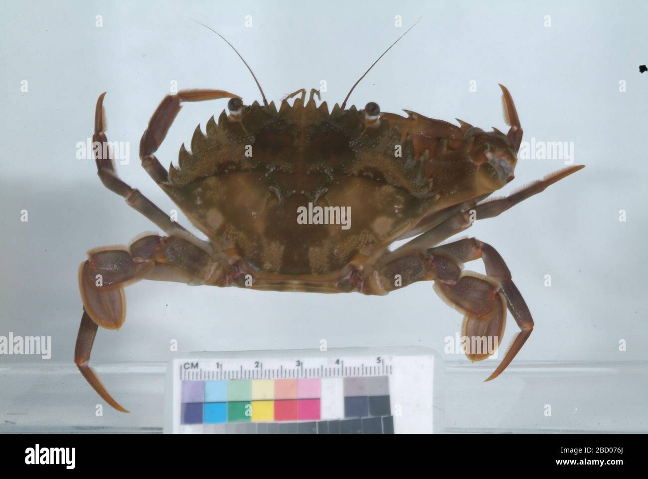 Portunus sp hi-res stock photography and images - Alamy