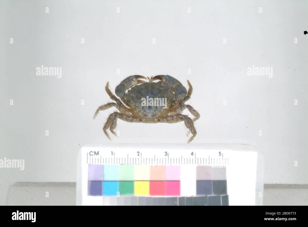 Panopeidae hi-res stock photography and images - Alamy