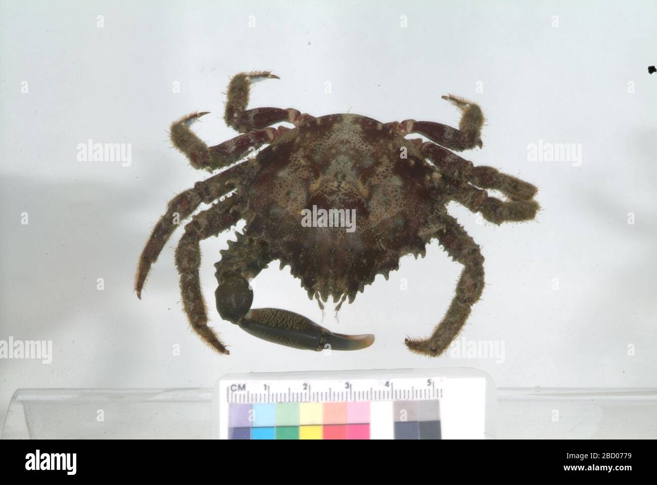 Pleocyemata hi-res stock photography and images - Alamy