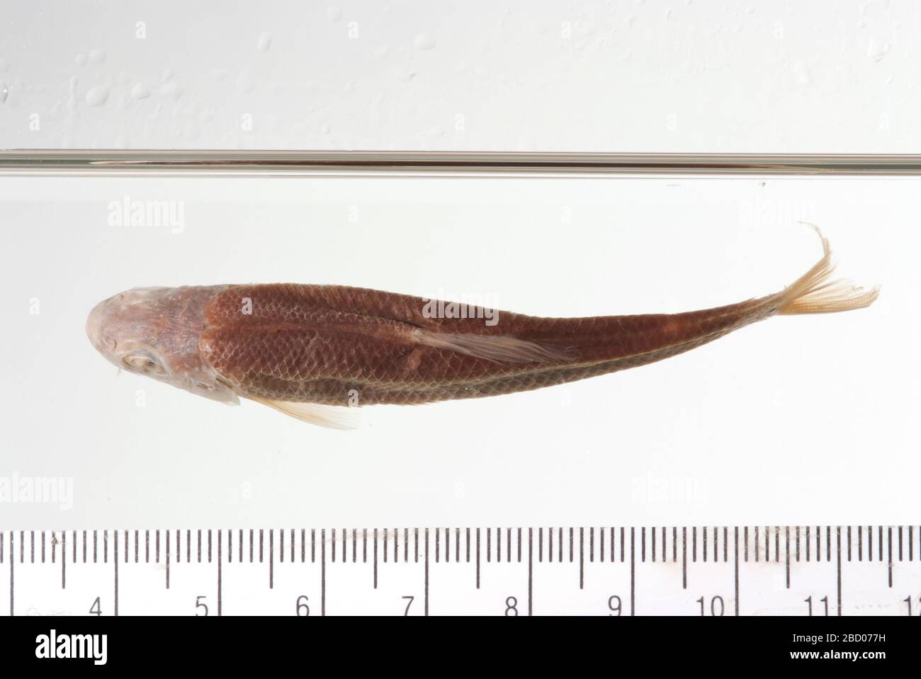 1985 6 hi-res stock photography and images - Alamy