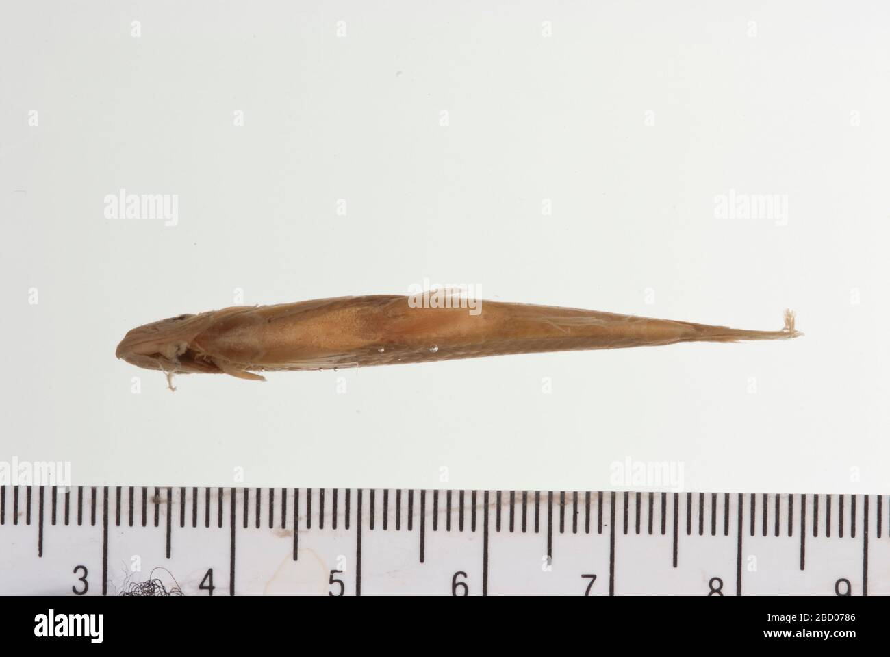 Barilius koratensis. 85a4 Jan 20161 Barilius koratensis Stock Photo - Alamy