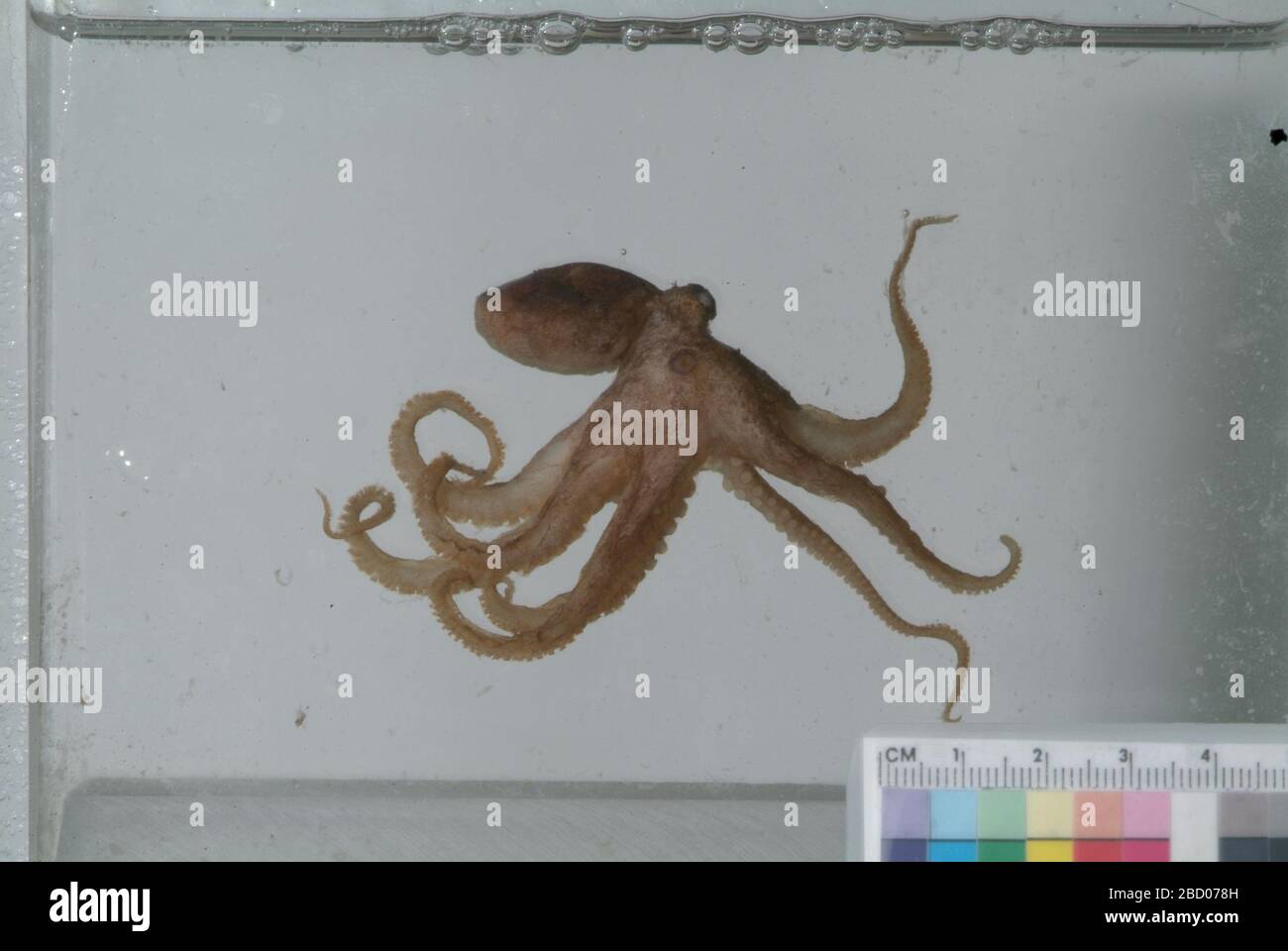 Species of octopus hi-res stock photography and images - Alamy