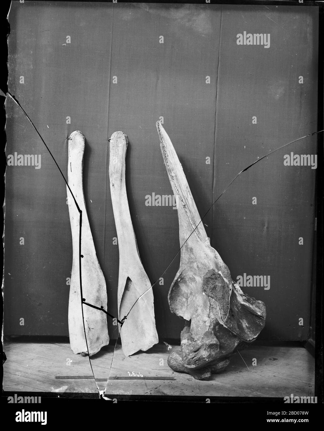 Baird's beaked whale hi-res stock photography and images - Alamy