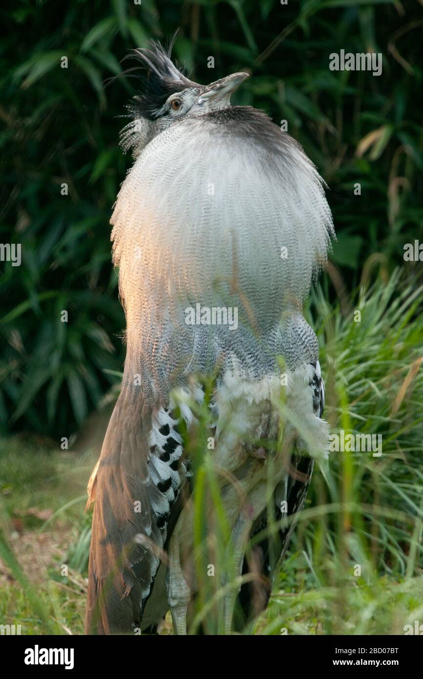 Kori Bustard. Species: kori,Genus: Ardeotis,Family: Otididae,Order ...