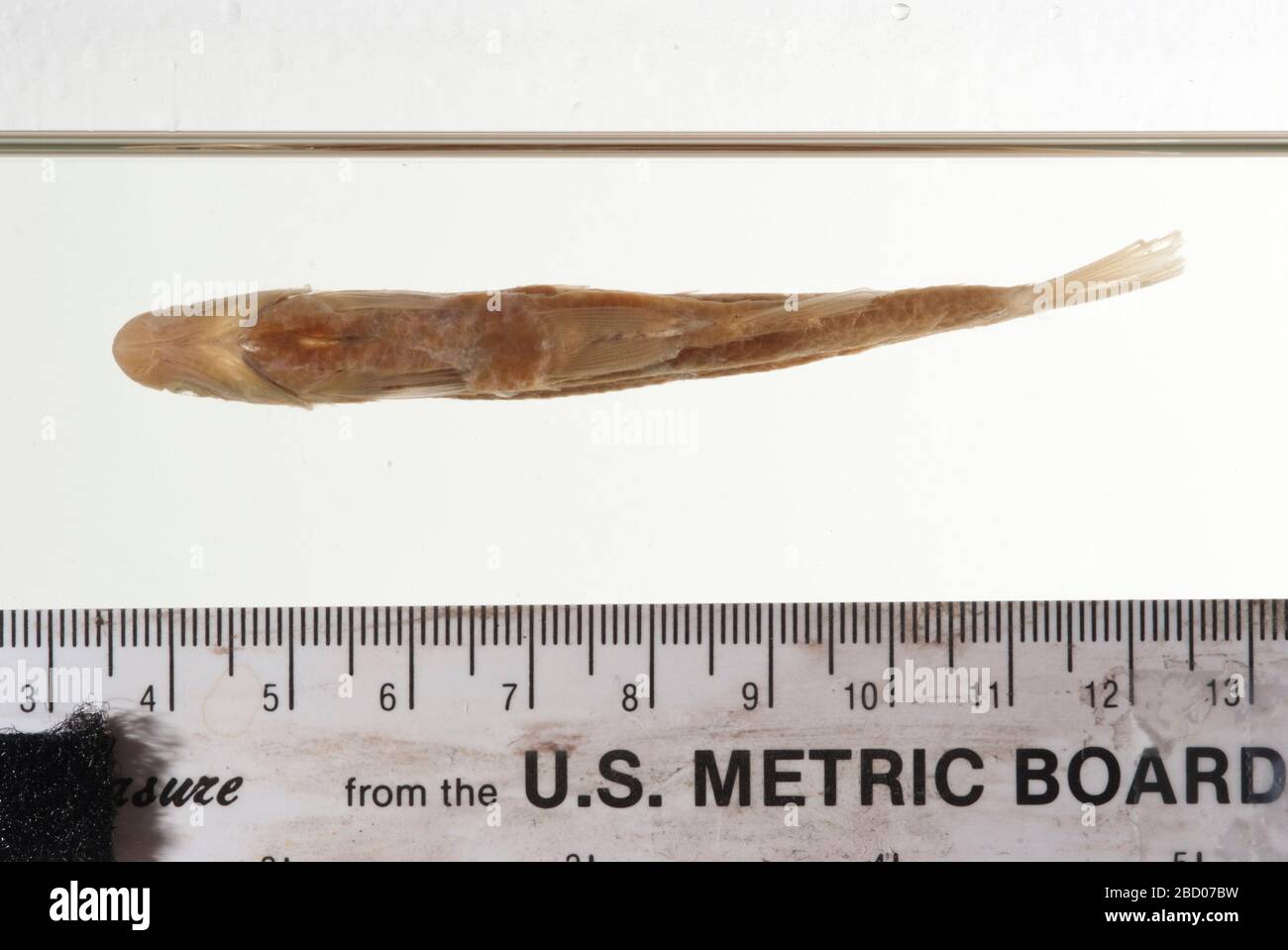 Hybognathus hayi. Type segregated; type: 9 out as 195573. lectotype ...