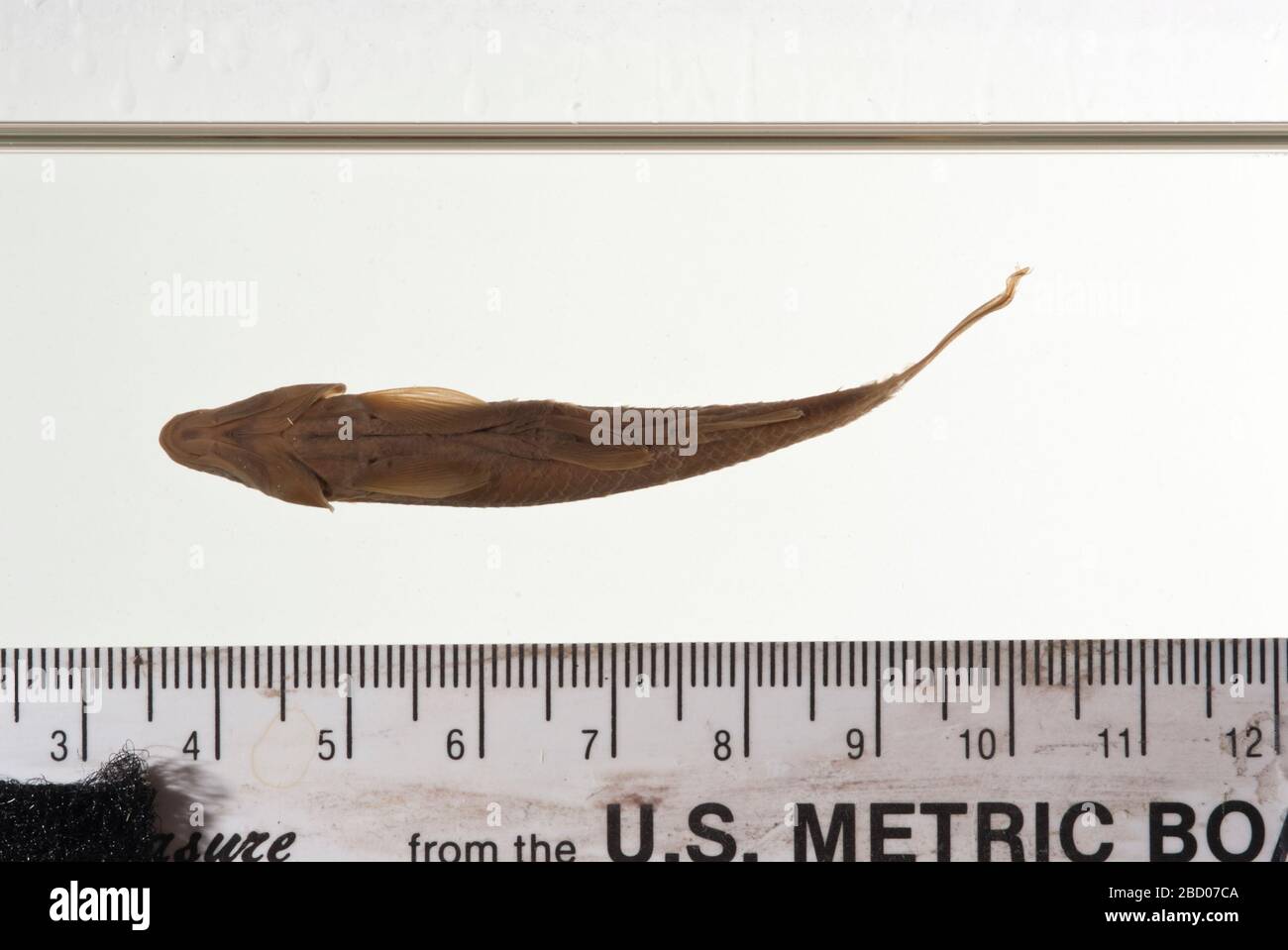 Hybognathus hi-res stock photography and images - Alamy